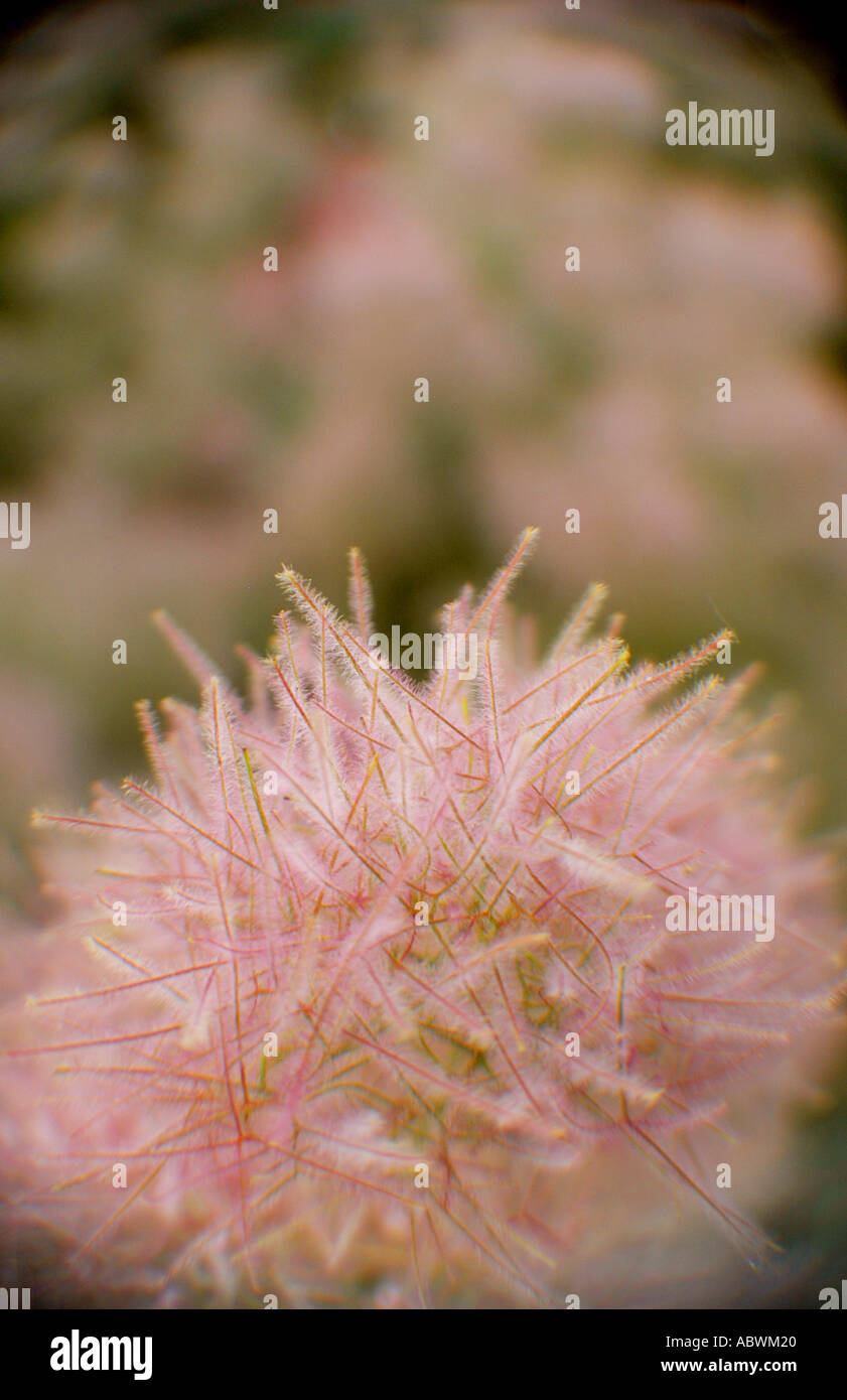 Conde pink hi-res stock photography and images - Alamy