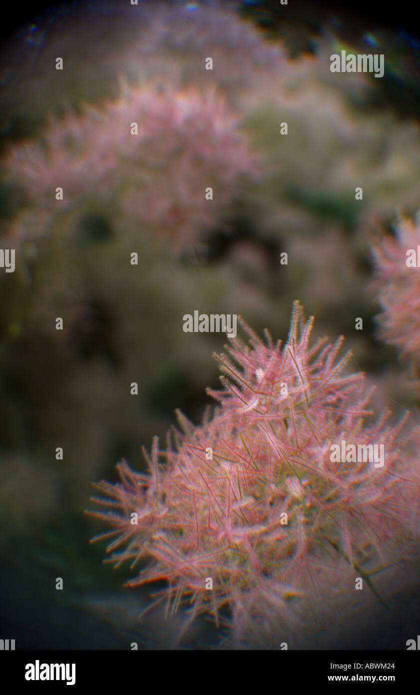pink puffy flowering tree Stock Photo - Alamy