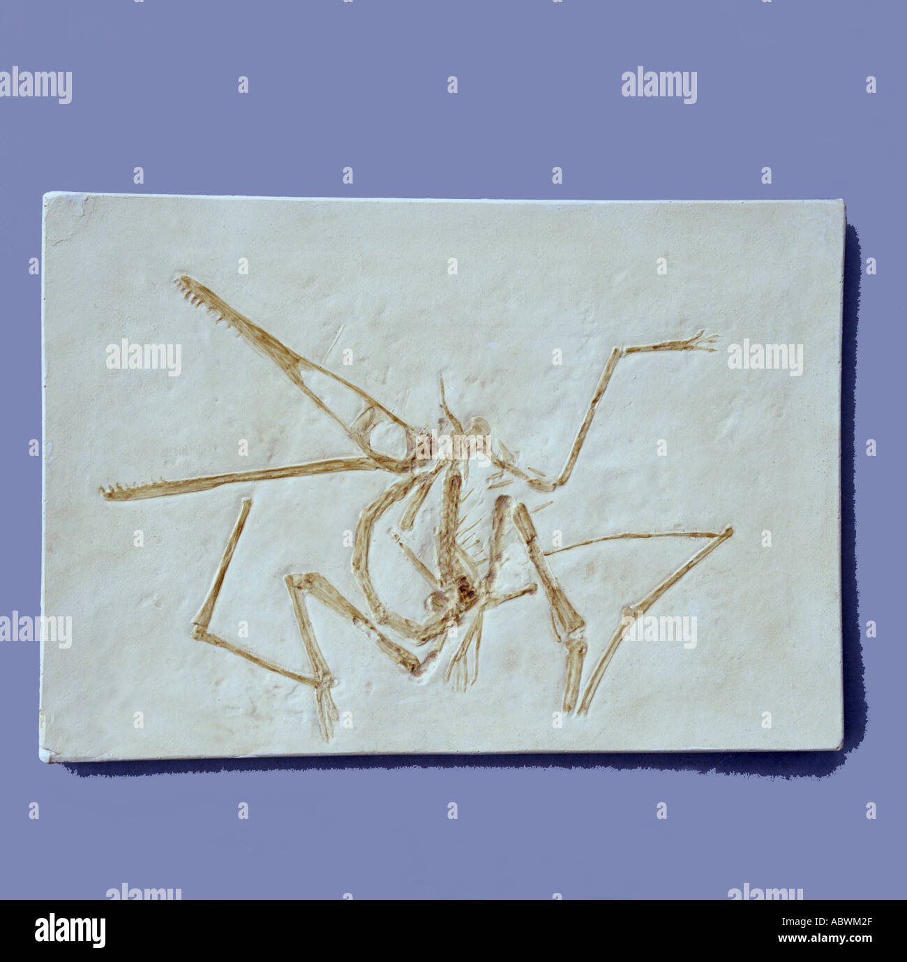 Pterosaur Fossil Replica