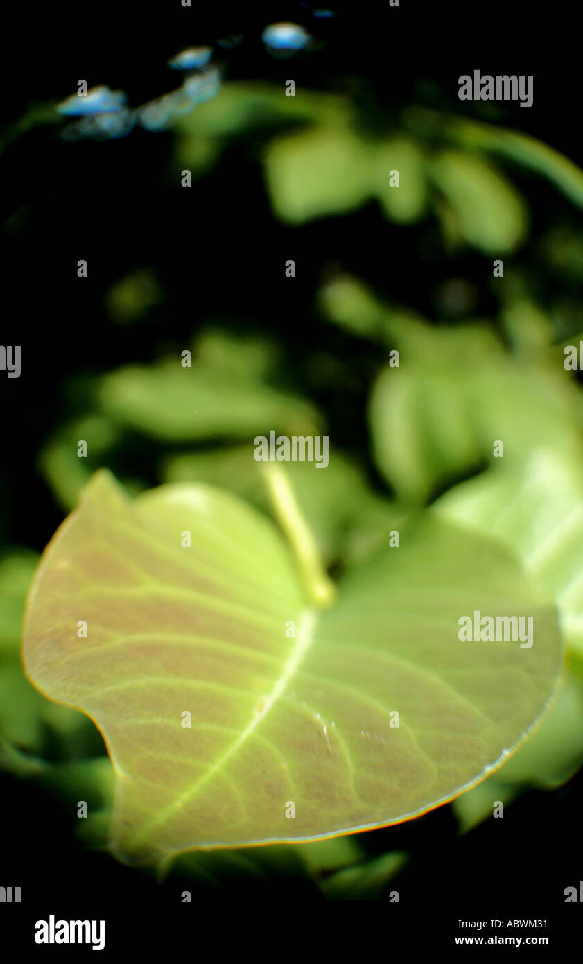 Royal crown tree Stock Photo - Alamy