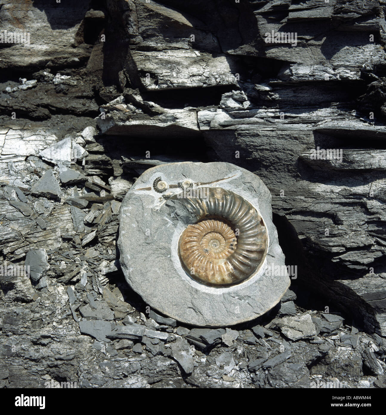 Jurassic ammonite fossil in shale Charmouth Dorset Britain Dorset Stock ...