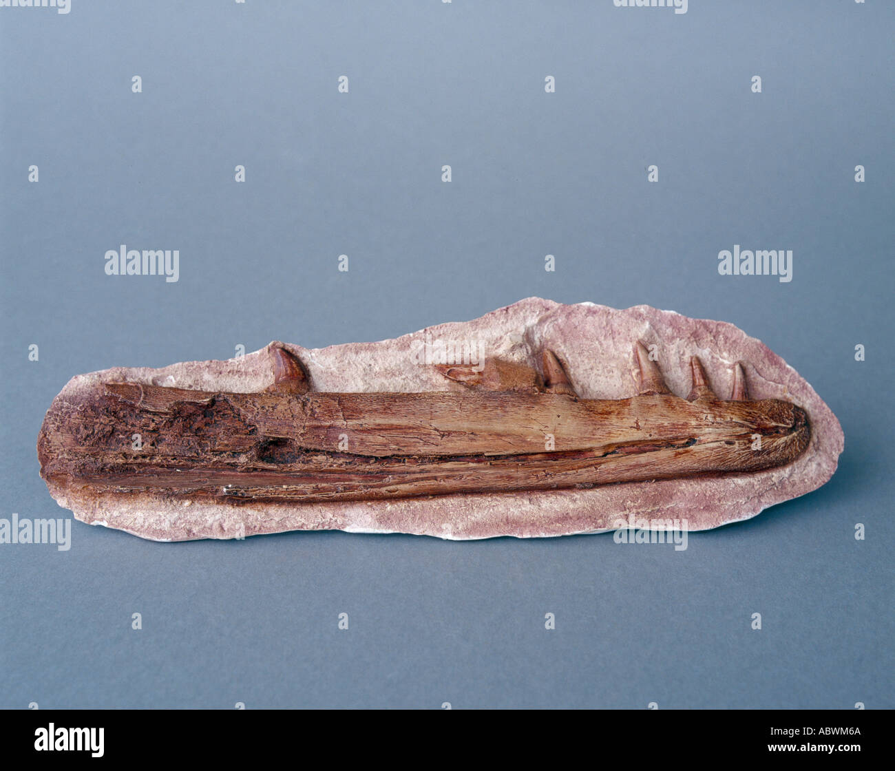 Mosasaur fossils hi-res stock photography and images - Alamy