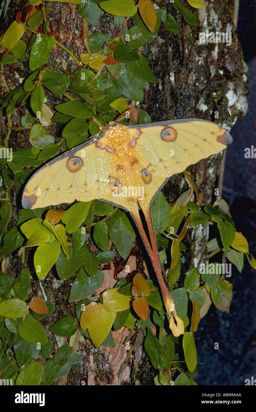 Comet moth madagascar hi-res stock photography and images - Alamy