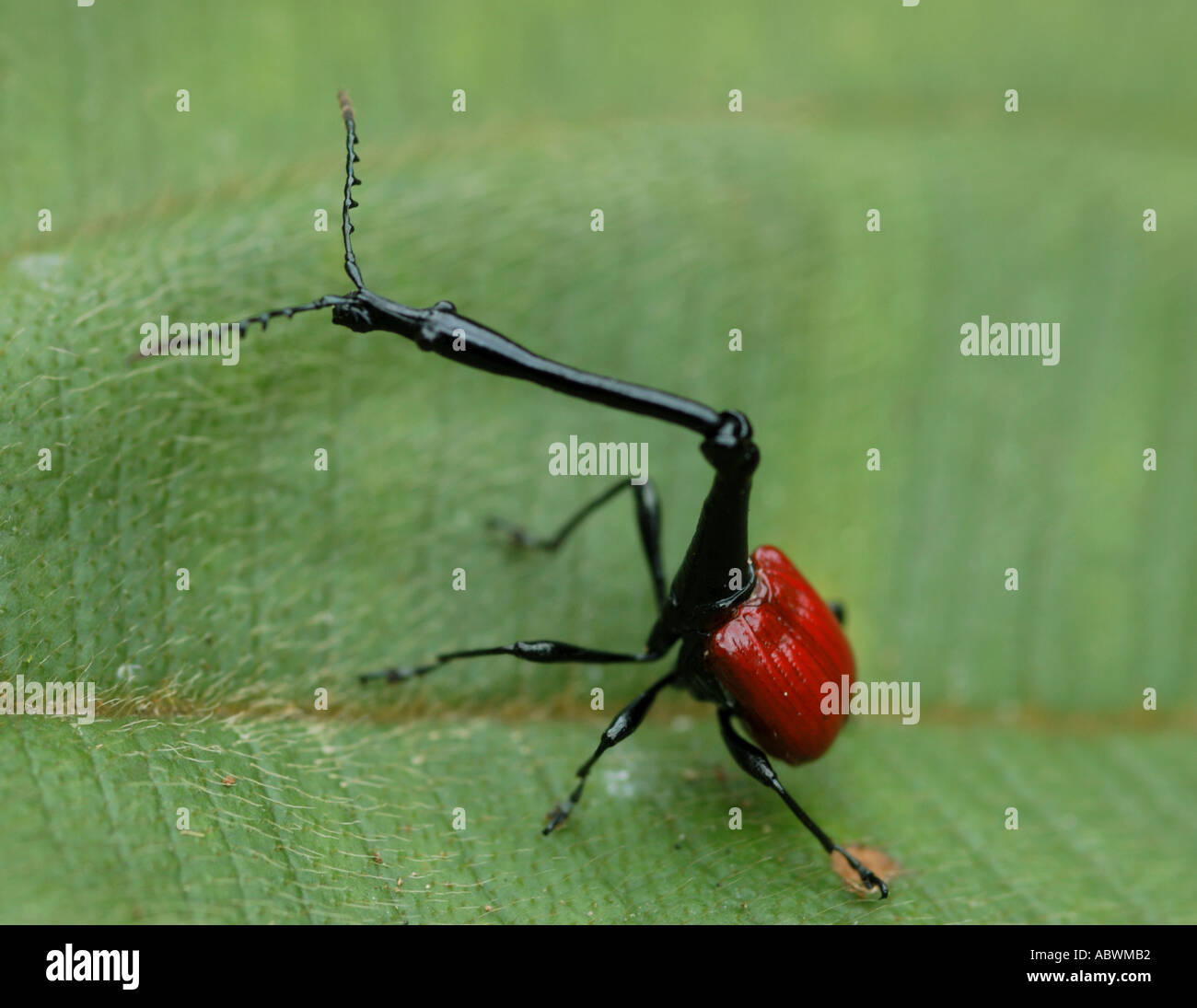 Male giraffe necked weevil Madagascar Stock Photo - Alamy