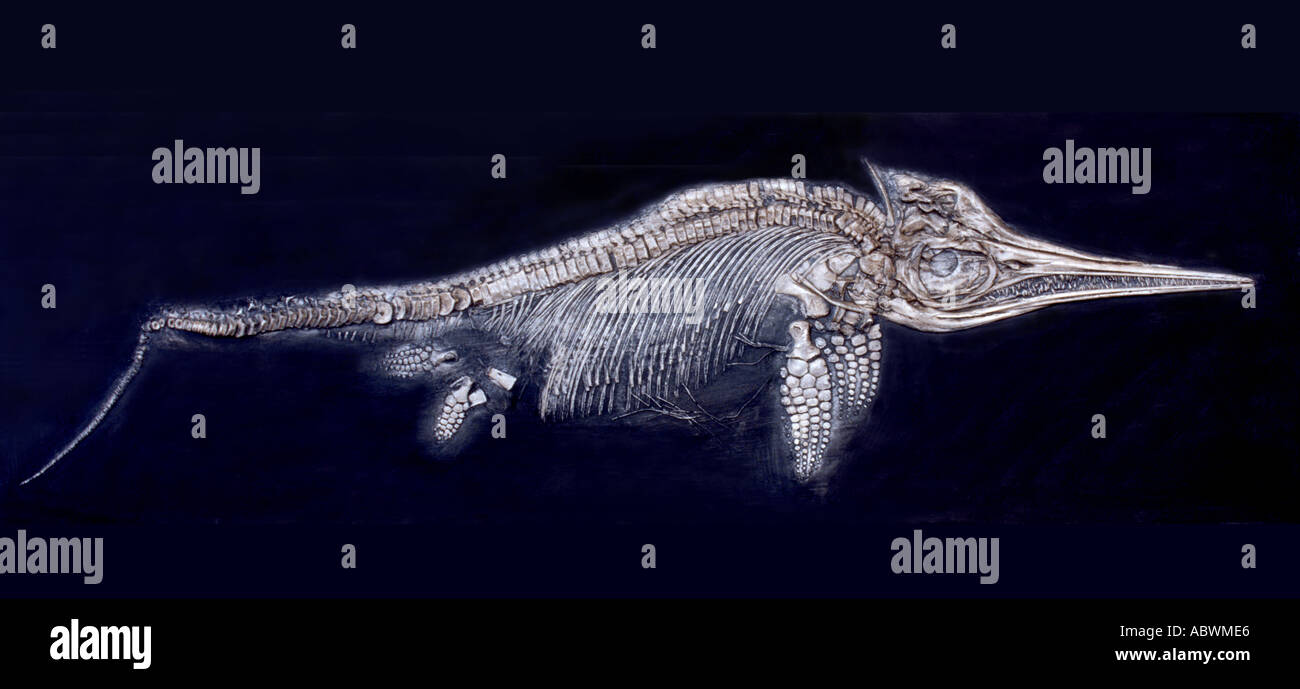 Ichthyosaur, a marine reptile known as a fish-lizard that lived in ...
