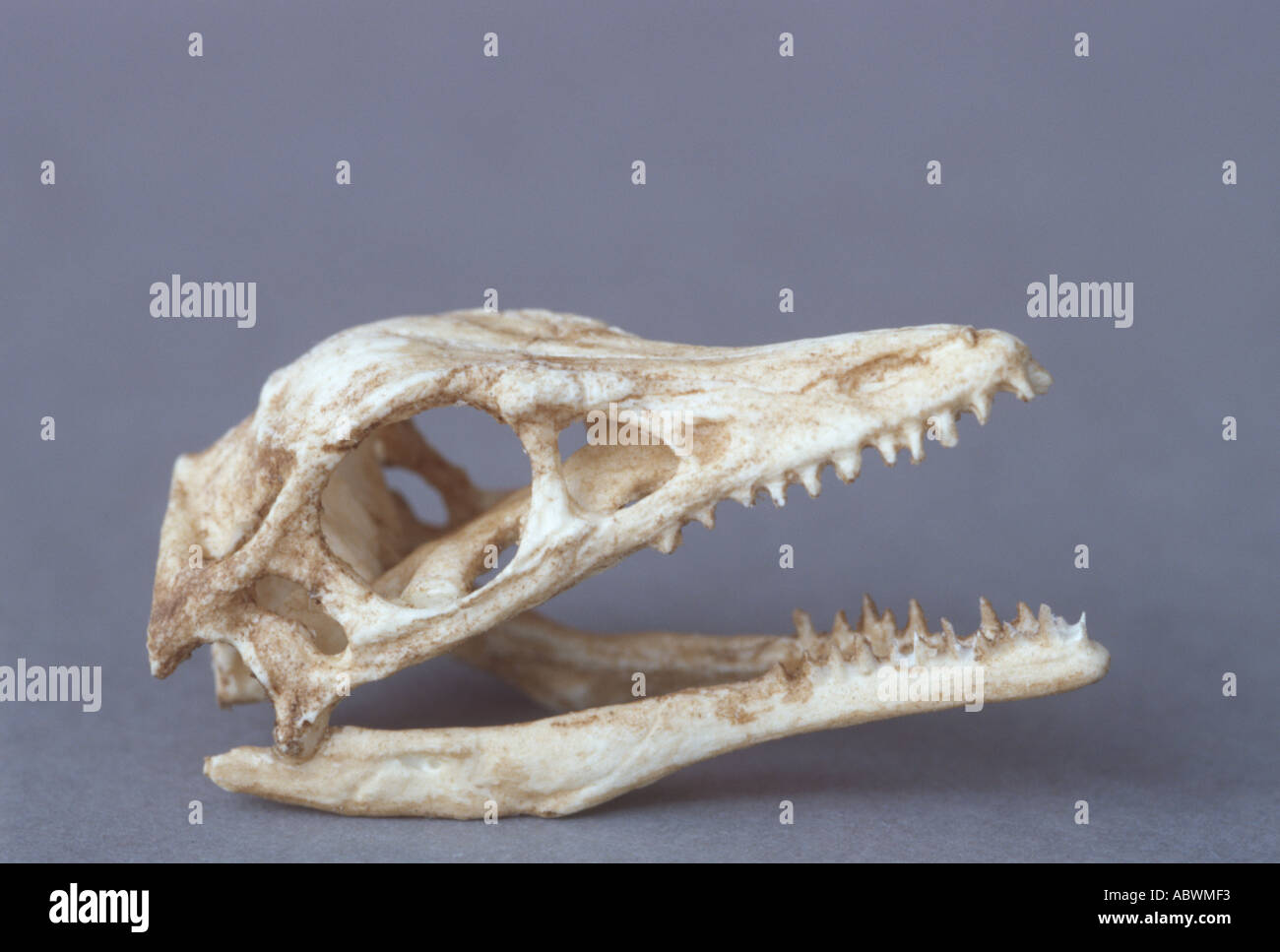 Archaeopteryx Skull