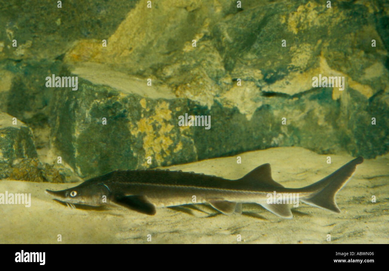 Young sterlet Acipenser ruthenus occurs in rivers Stock Photo - Alamy