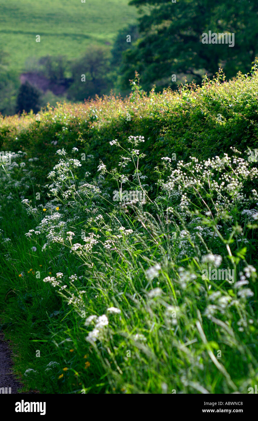 English hedgerow wild flowers plants hi-res stock photography and ...
