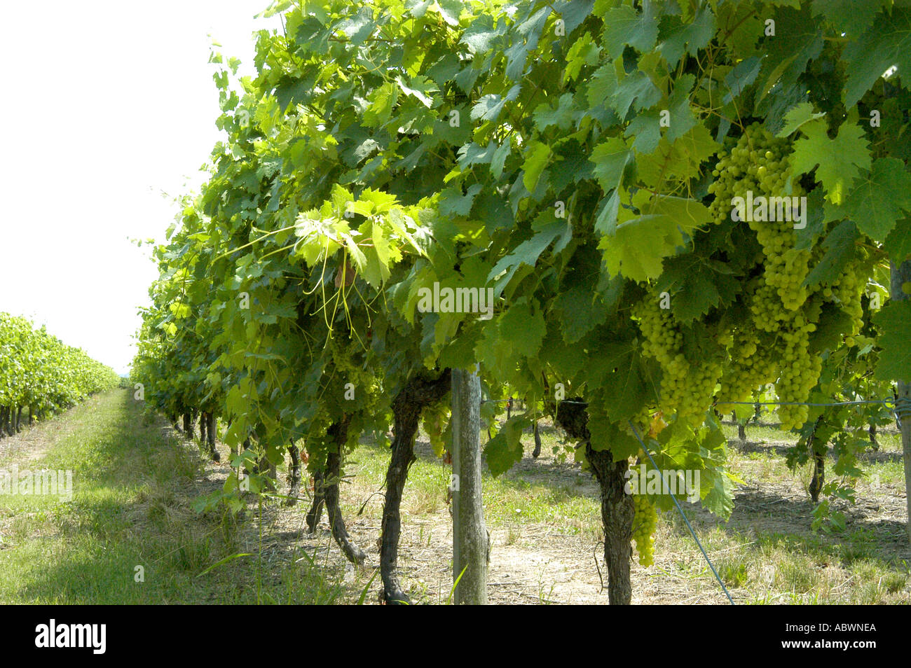 Agriculture colour crop drink grapes light vine growing hi-res stock ...