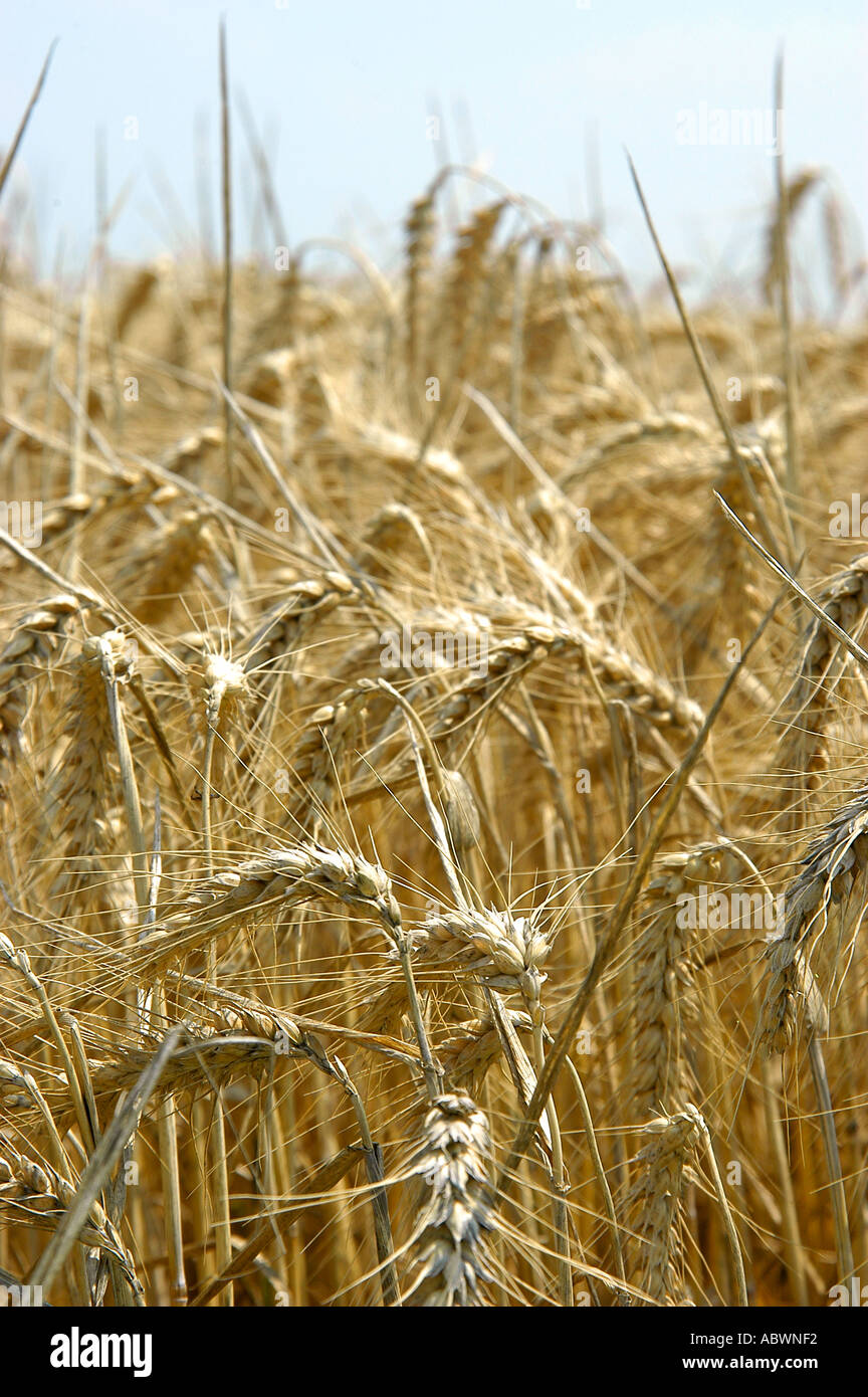 High crop yield barley hi-res stock photography and images - Alamy