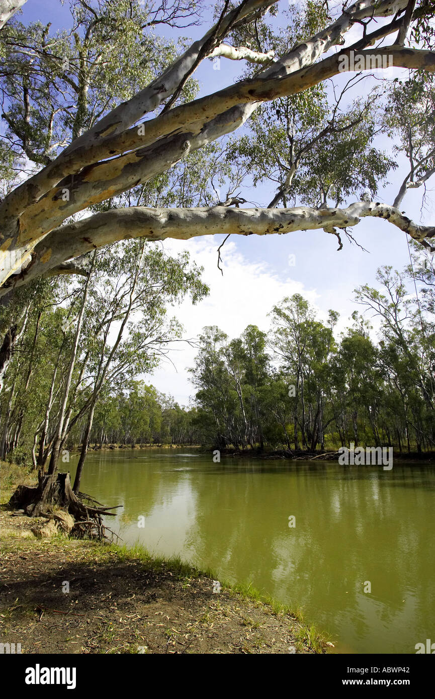 Murray River and Barmah State Park Victoria Australia Stock Photo - Alamy