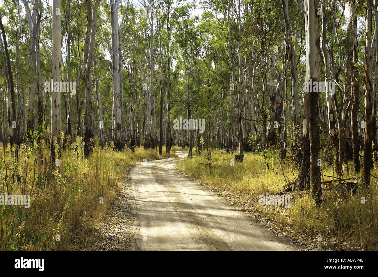 Track and Forest Barmah State Park Victoria Australia Stock Photo - Alamy