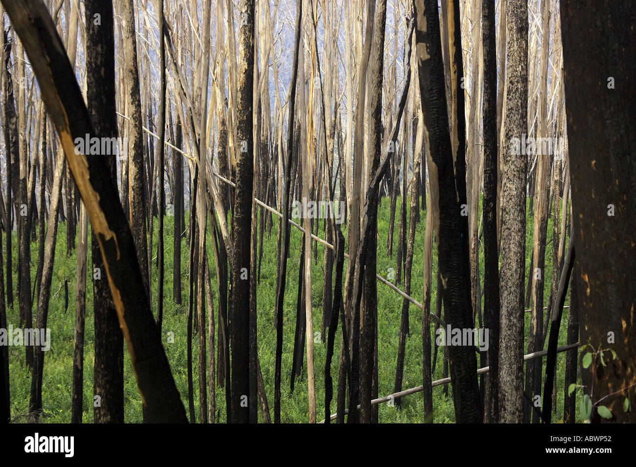 Burnt forests hi-res stock photography and images - Alamy