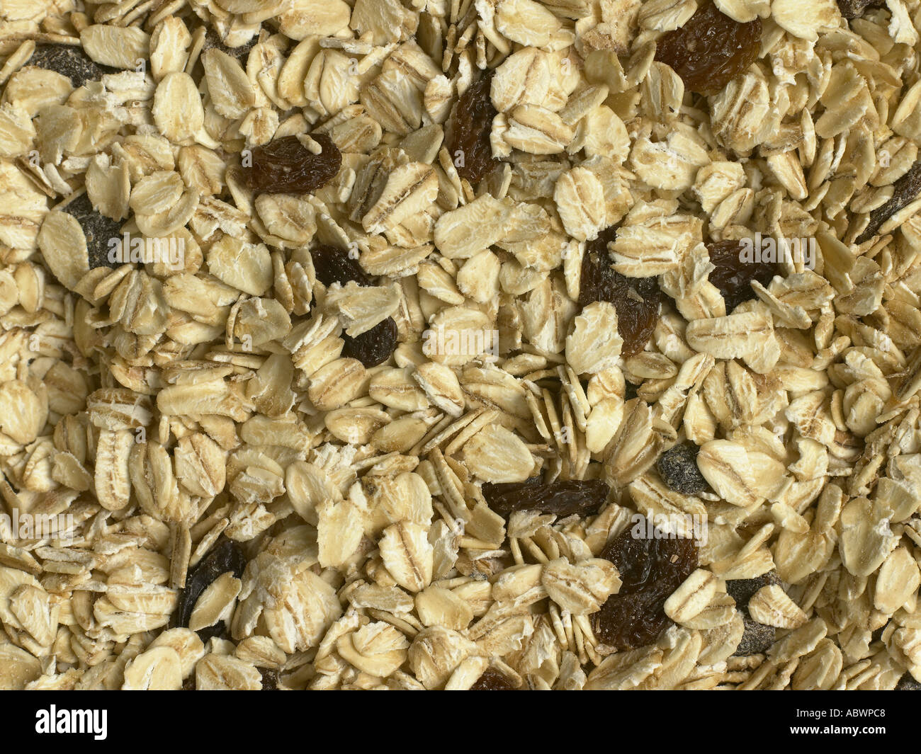 Weevils In Oatmeal
