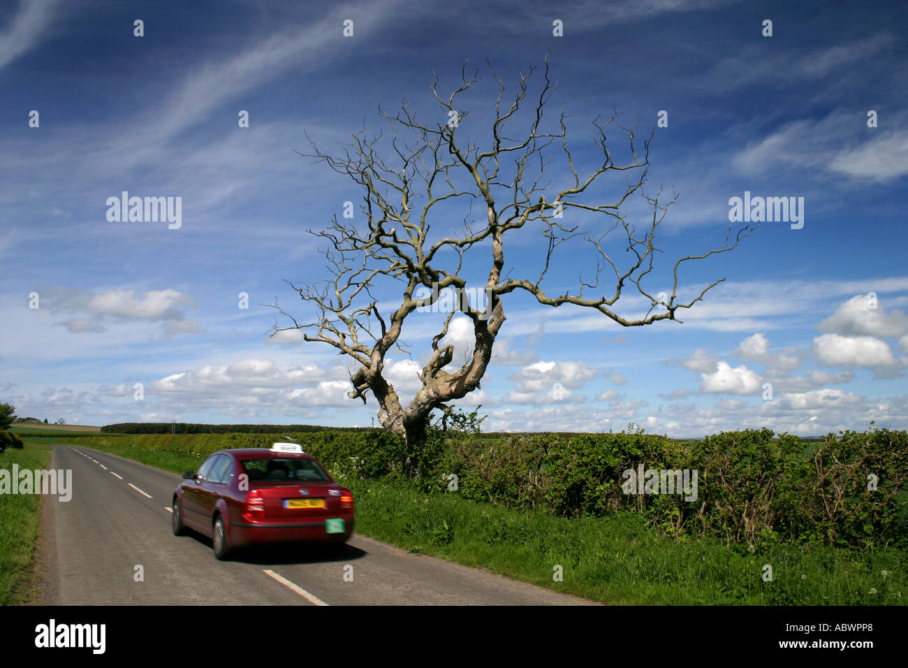 Red car passing dead tree on a quiet country lane Northumberland United ...
