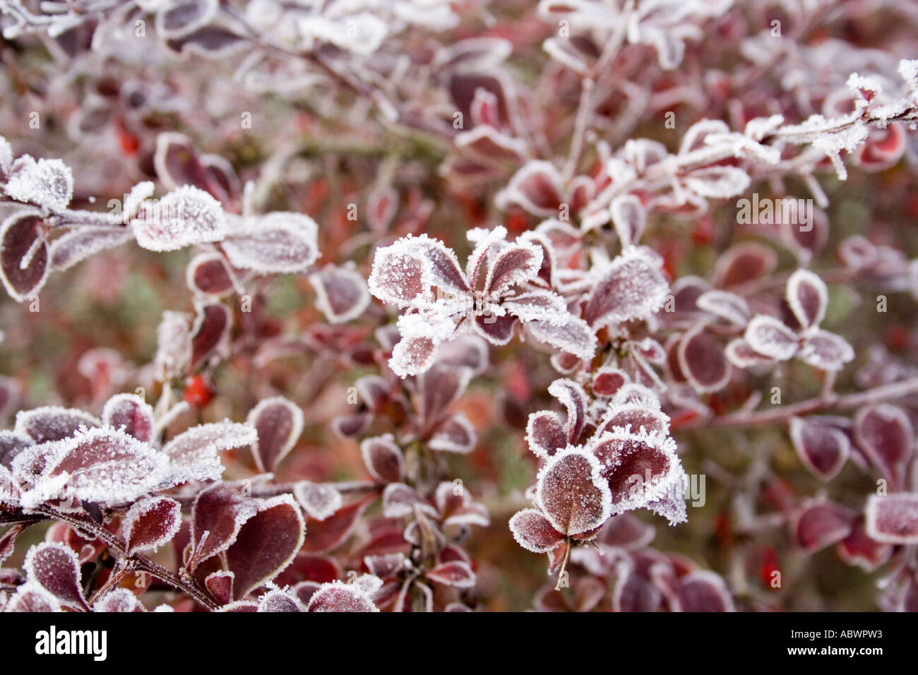 FROSTED SHRUB, BERBERIS Stock Photo - Alamy
