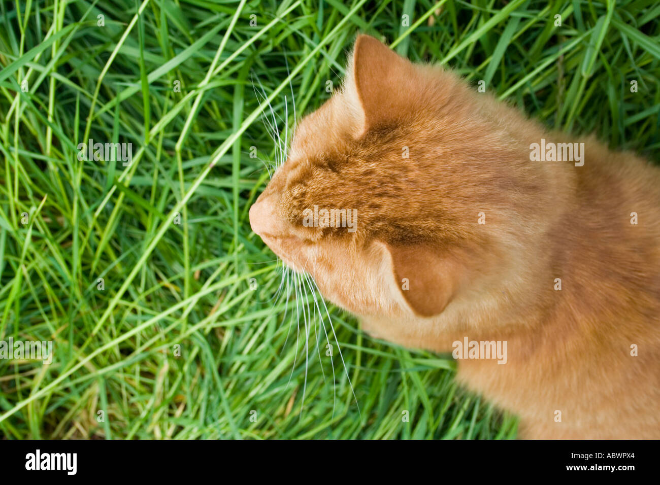 GINGER DOMESTIC CAT IN GRASS Stock Photo - Alamy
