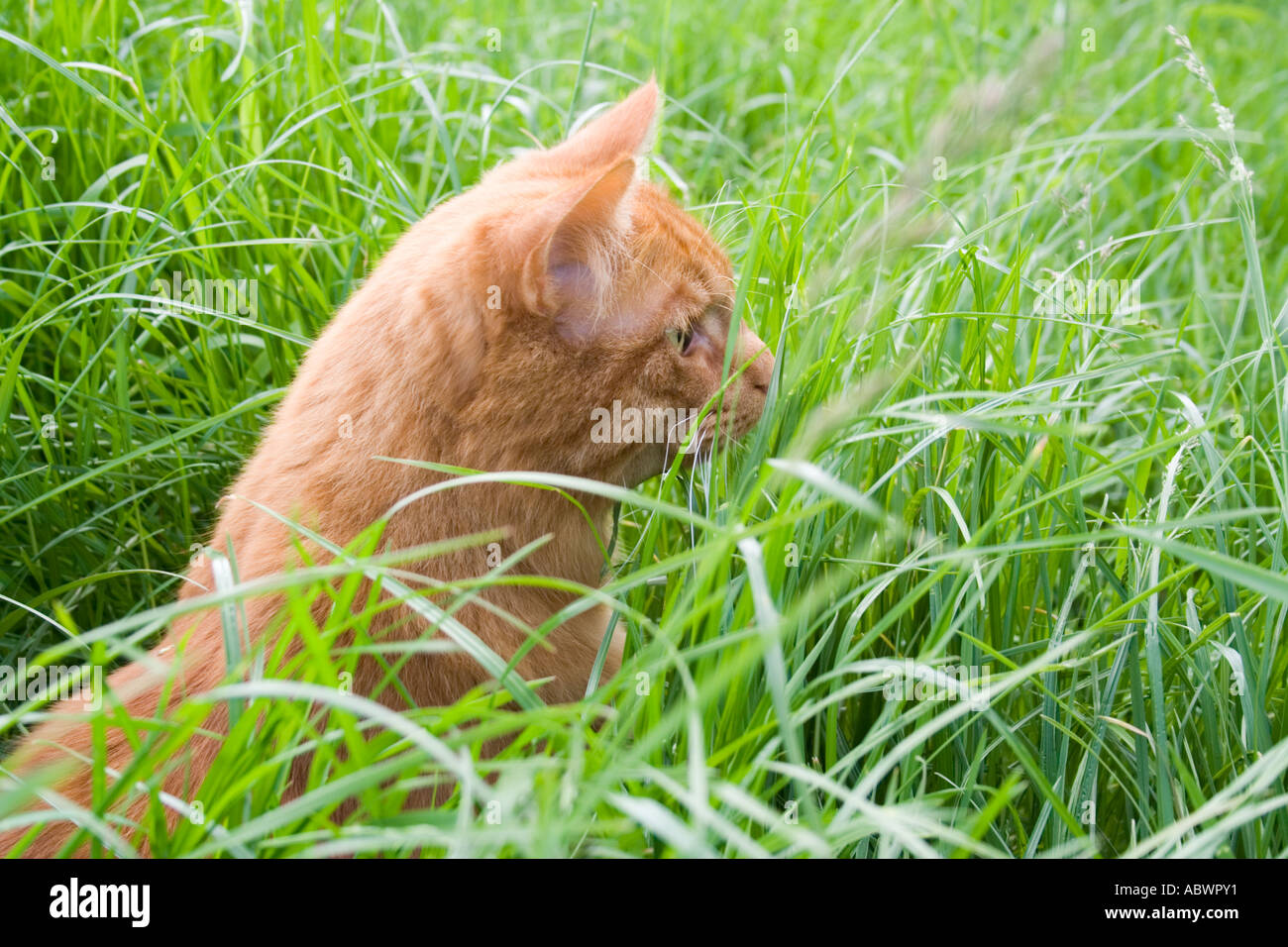 GINGER DOMESTIC CAT SAT IN LONG GREEN GRASS Stock Photo - Alamy
