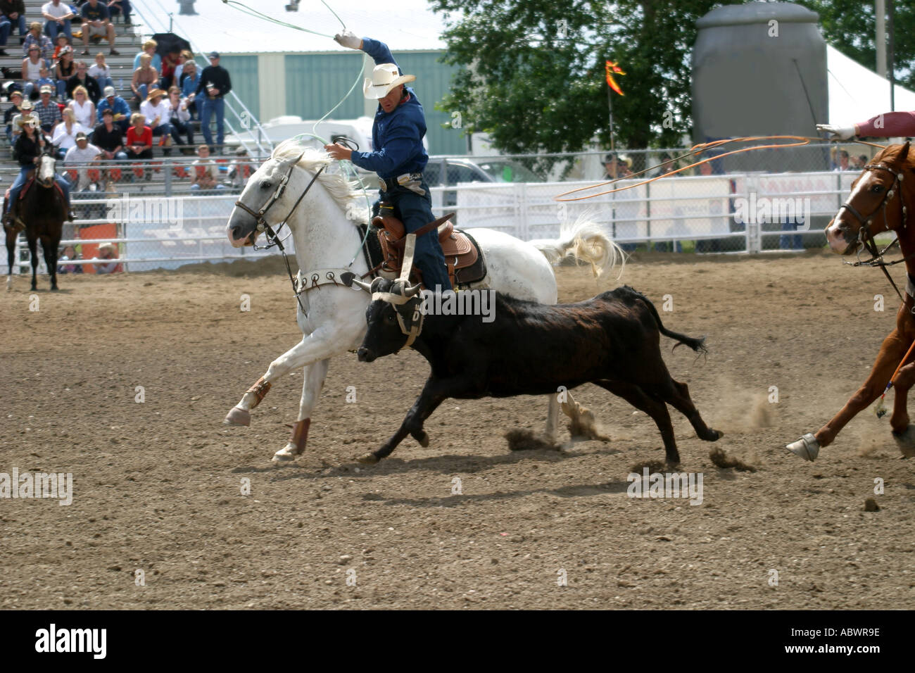 Team roping hi-res stock photography and images - Alamy