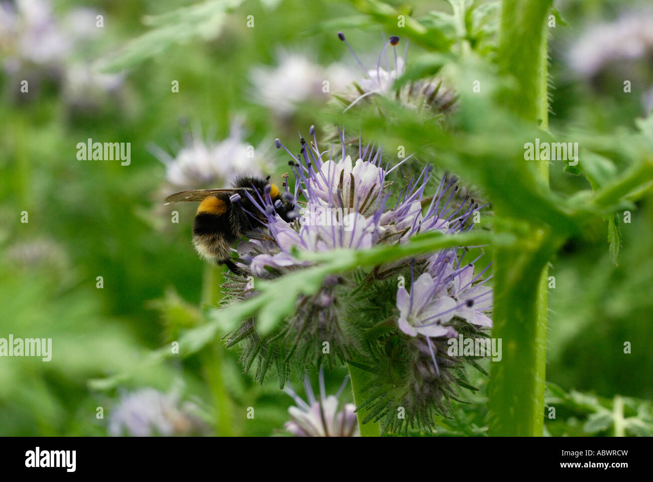 Phacelia tanacetifolia bumble bee hi-res stock photography and images ...