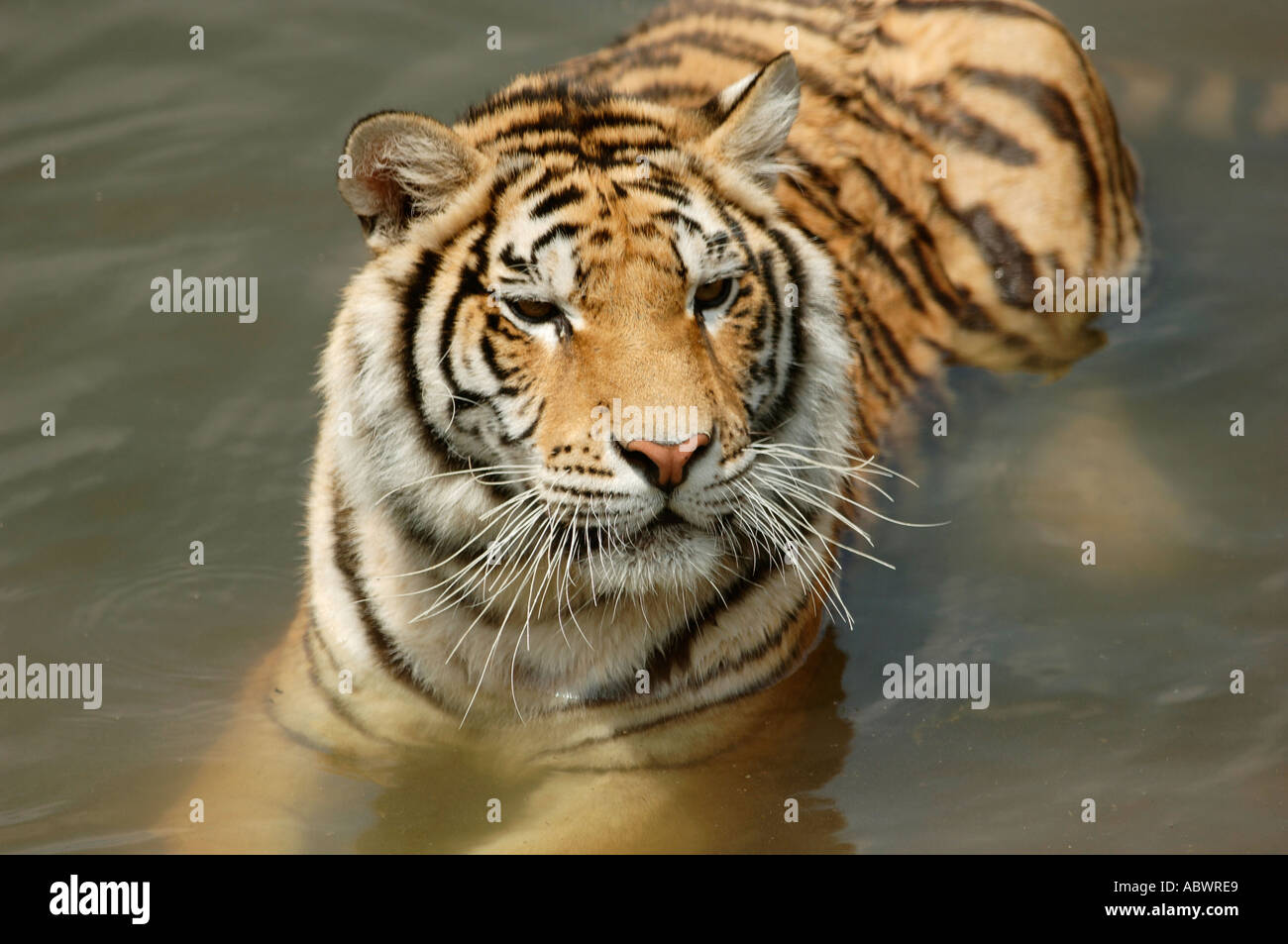 tiger in water cooling down from the heat Stock Photo - Alamy