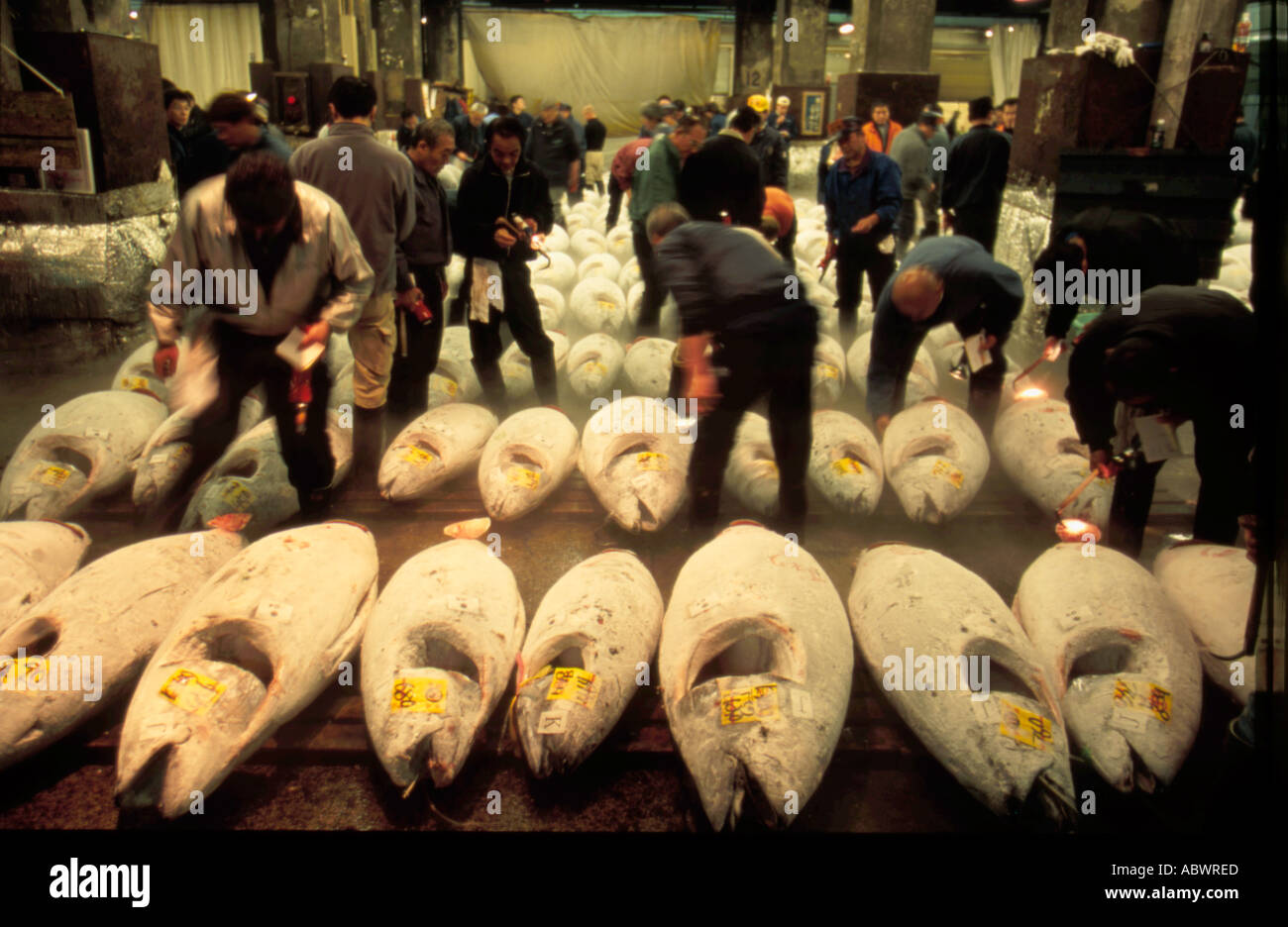 Tsukiji Fish Market Tokyo Japan Stock Photo - Alamy