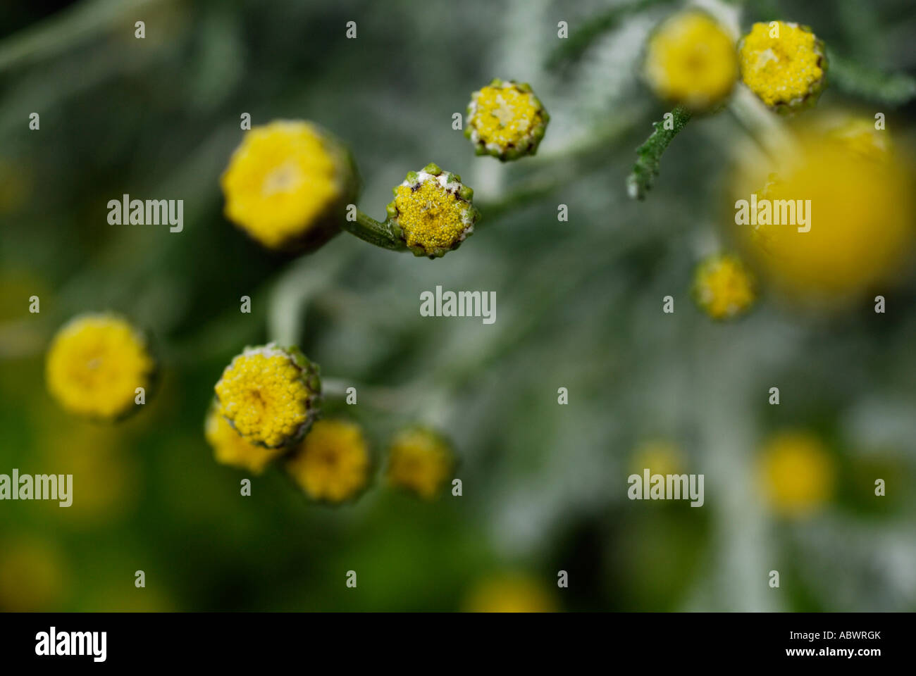 Lavender cotton santolina chamaecyparissus hi-res stock photography and ...
