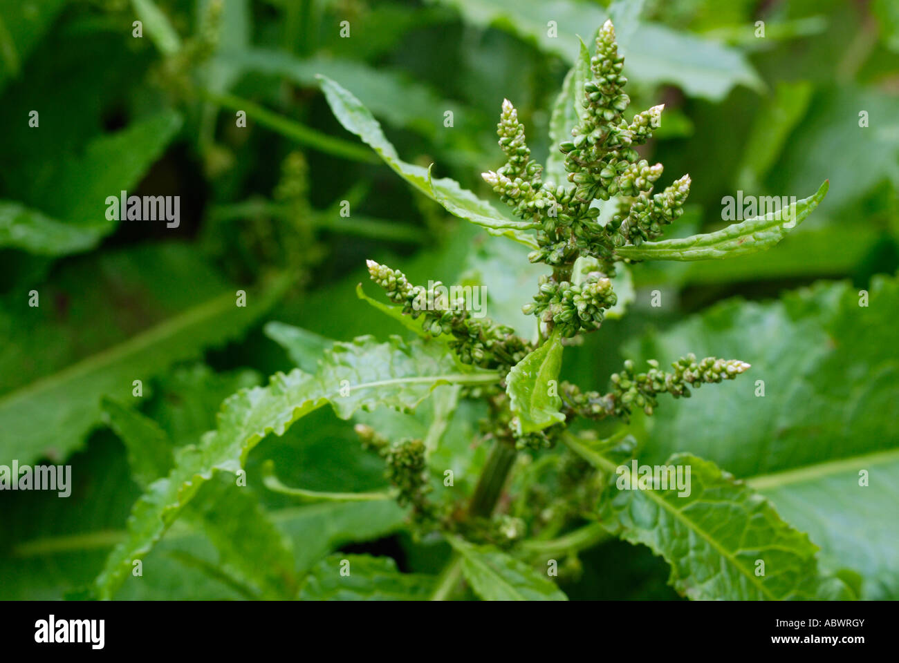 Dock seed hi-res stock photography and images - Alamy
