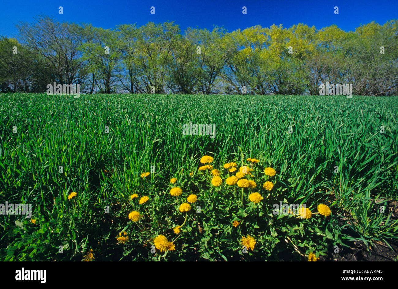 Wheat field in manitoba hi-res stock photography and images - Alamy