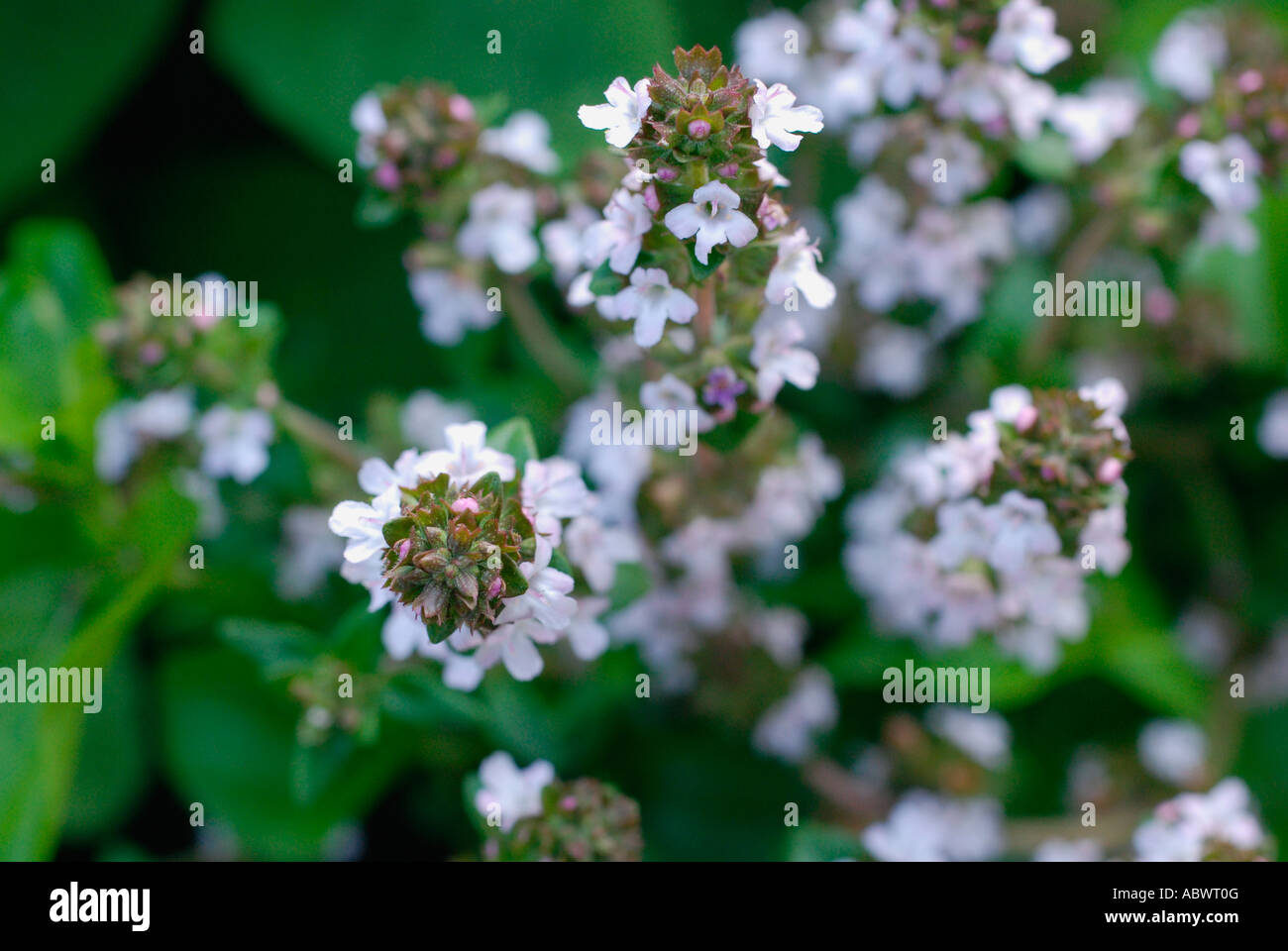 Common thyme thymus vulgaris hi-res stock photography and images - Alamy