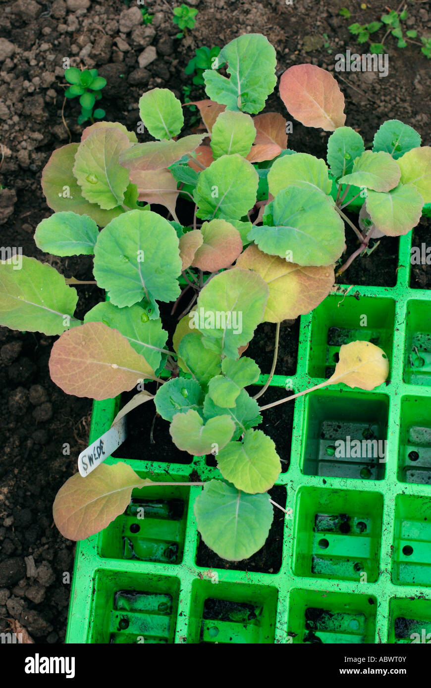 Swede seedlings hi-res stock photography and images - Alamy