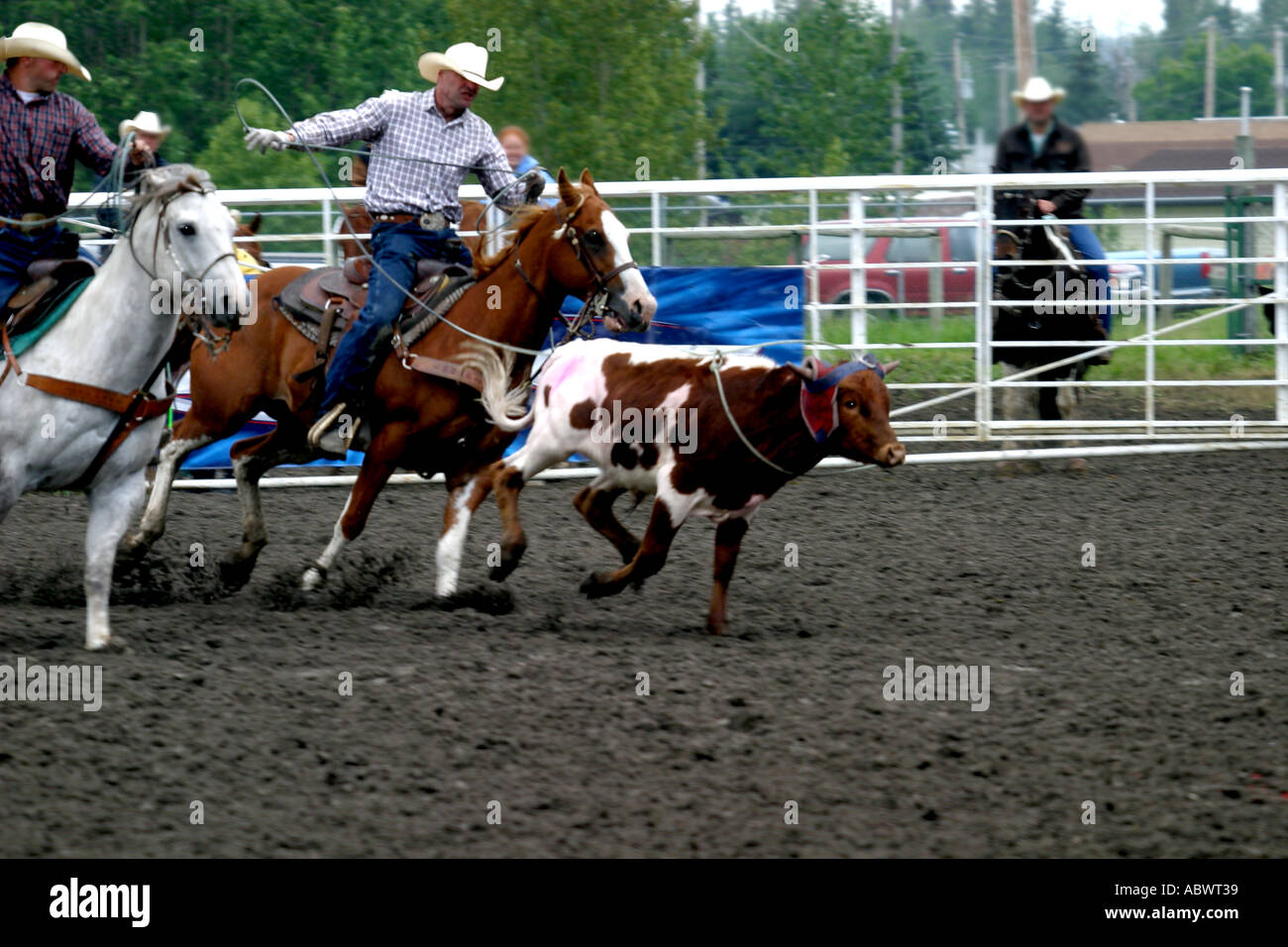 Rodeo Alberta Canada Team roping Stock Photo - Alamy