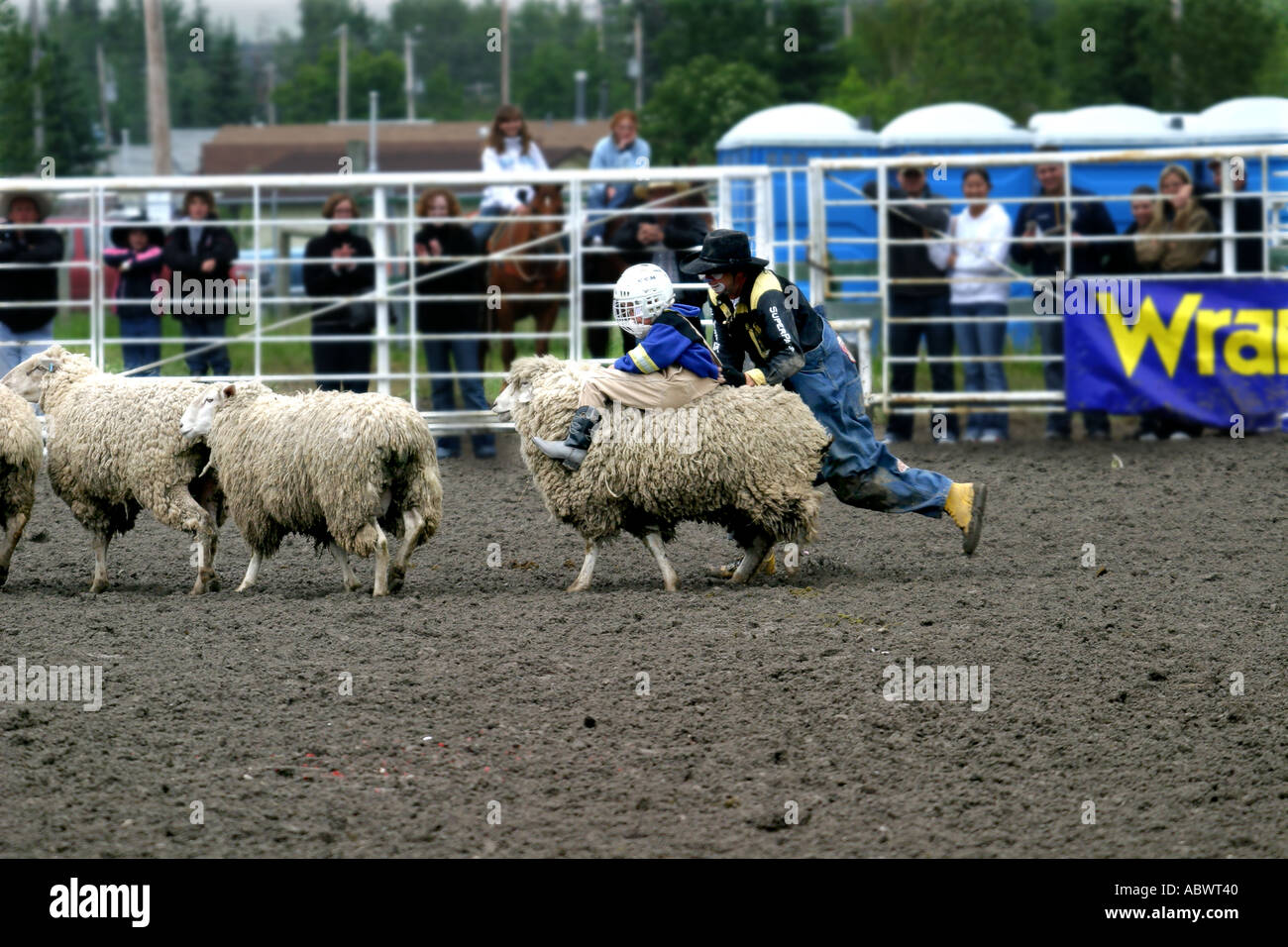 Rodeo Alberta Canada The mutton busters children riding sheep Stock ...