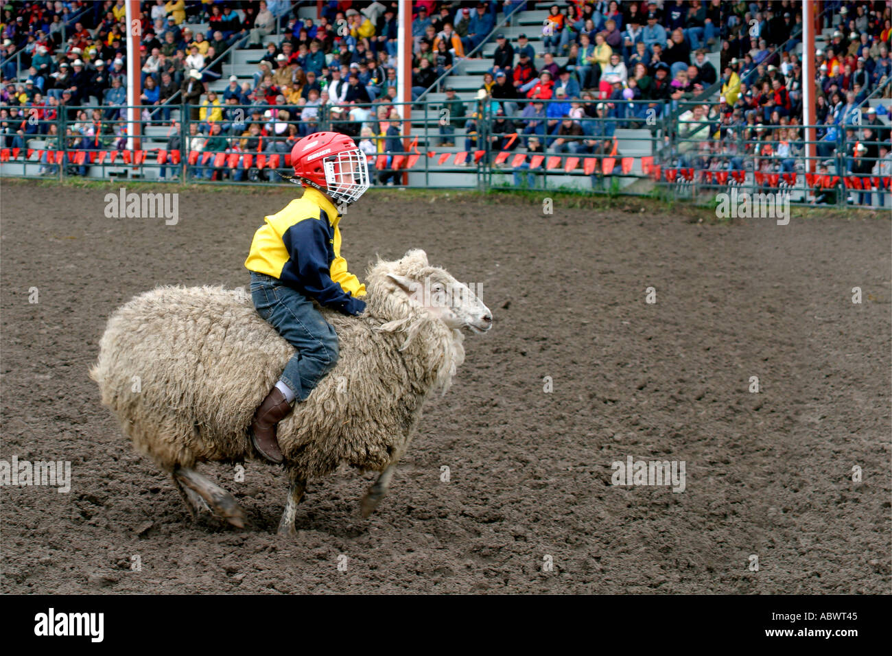 Rodeo Alberta Canada The mutton busters children riding sheep Stock ...