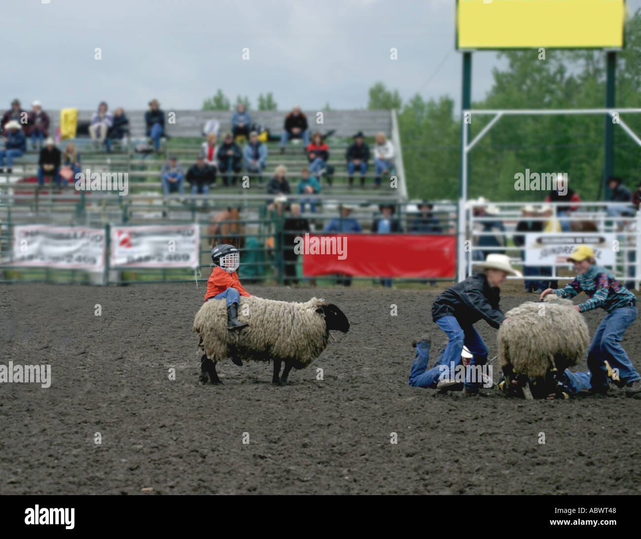 Rodeo Alberta Canada The mutton busters children riding sheep Stock ...