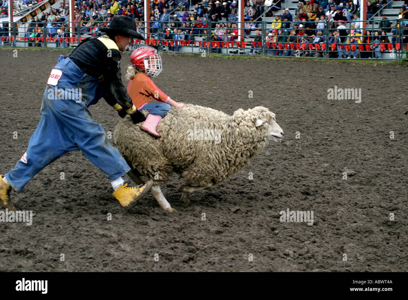 Rodeo Alberta Canada The mutton busters children riding sheep Stock ...