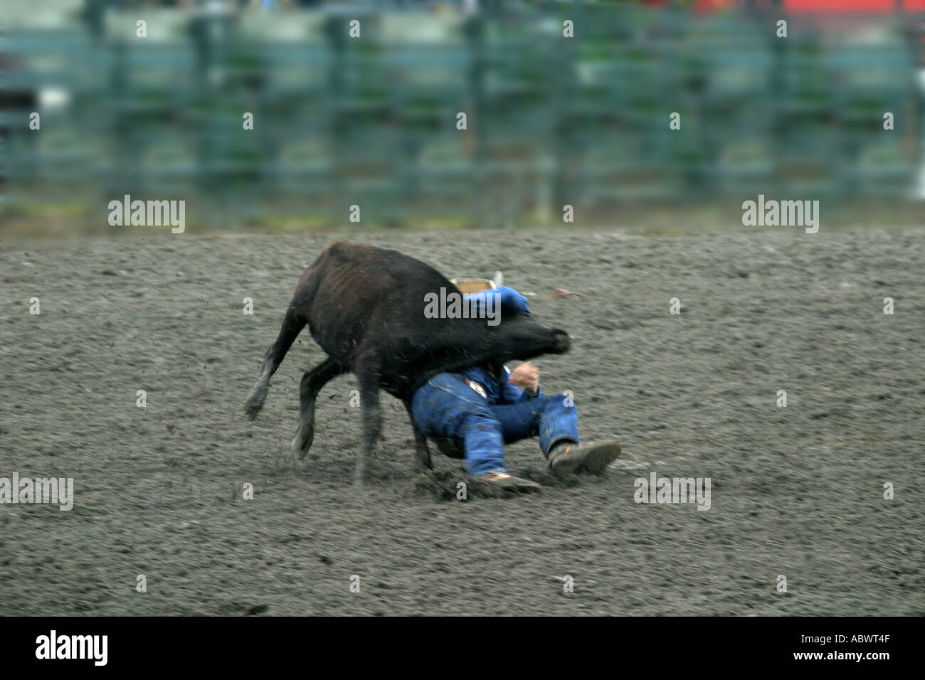 Rodeo Calgary Stampede Alberta Canada Steer Wrestling cowboy Stock ...