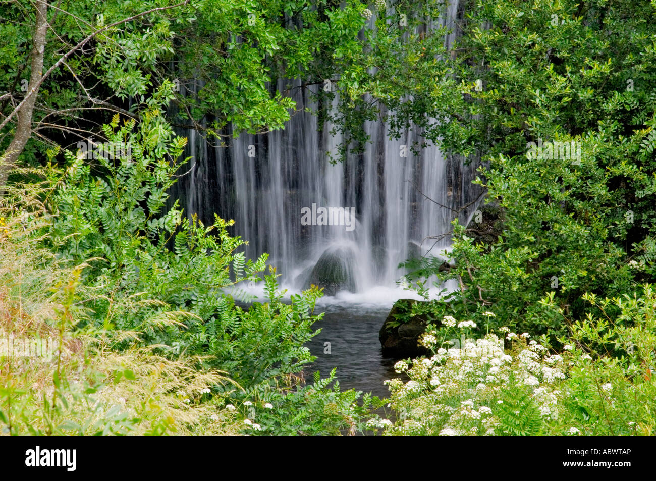 Freshwater vegetation hi-res stock photography and images - Alamy