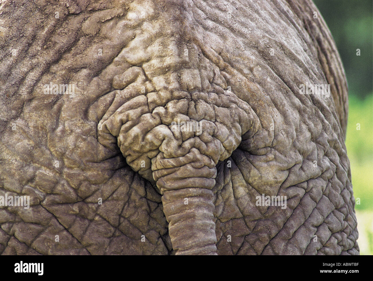 African elephant skin detail and tail hi-res stock photography and ...
