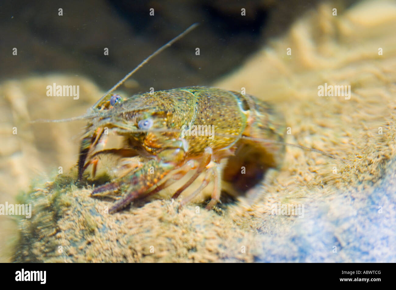 european freshwater crawfish (Austropotamobius pallipes) in a clear ...