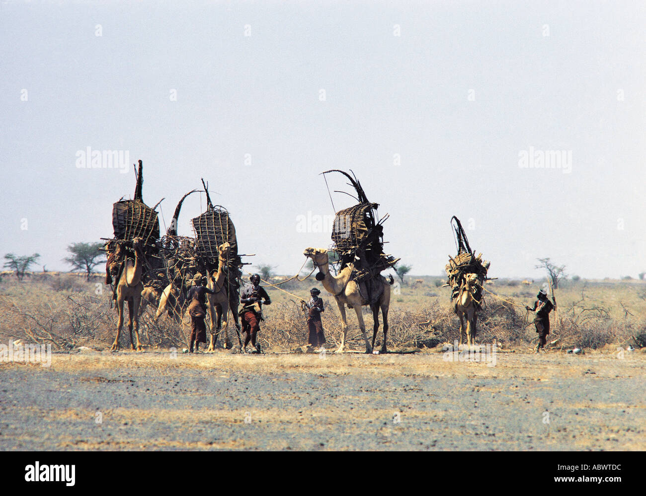Gabbra women loading camels with their belongings prior to migrating to ...
