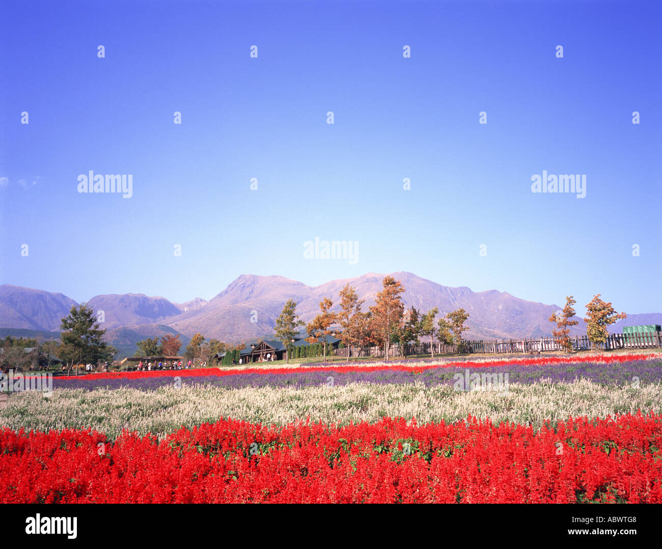 Kyushu kuju flower park hi-res stock photography and images - Alamy
