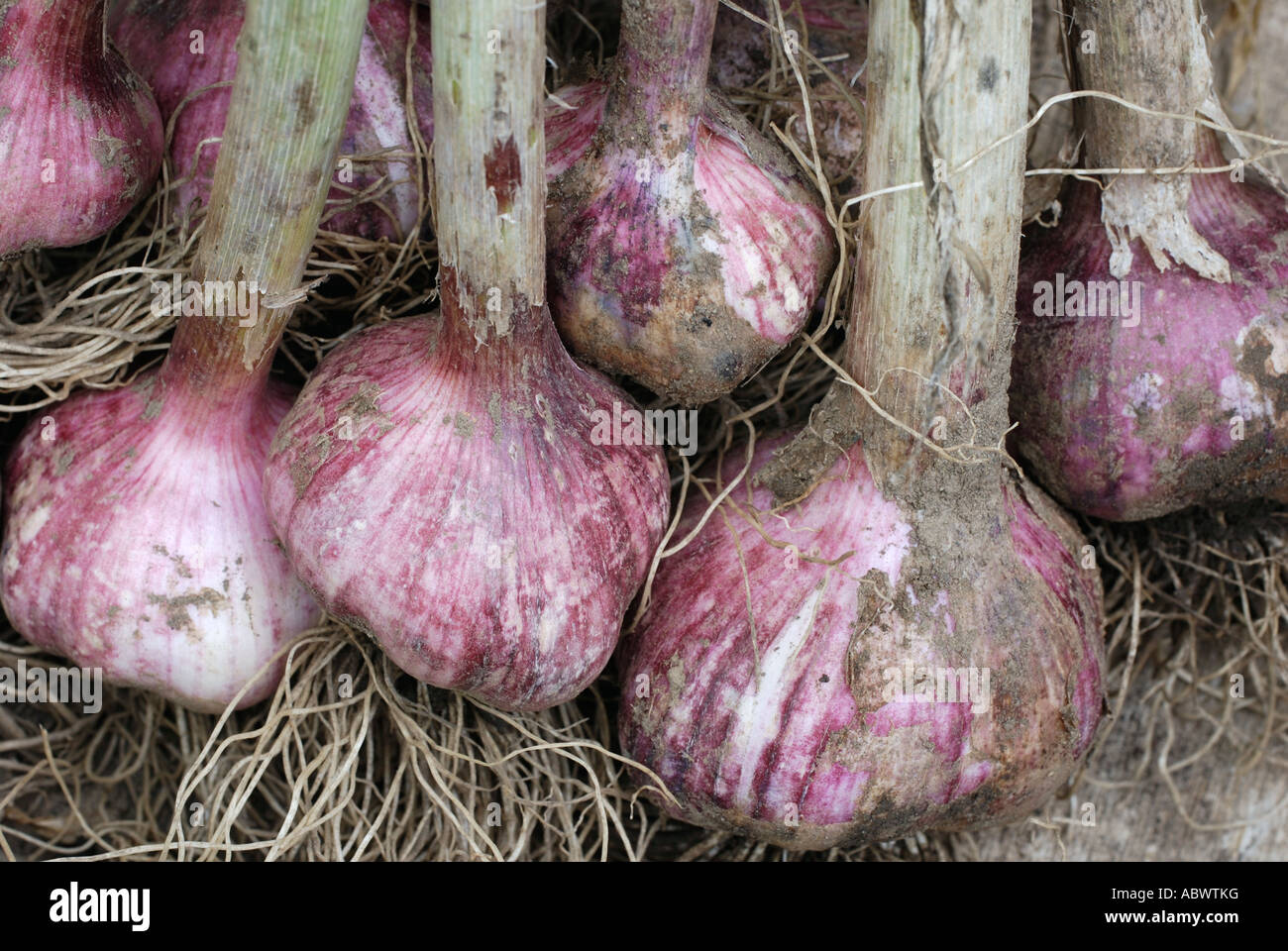 Allium garlic family hi-res stock photography and images - Alamy
