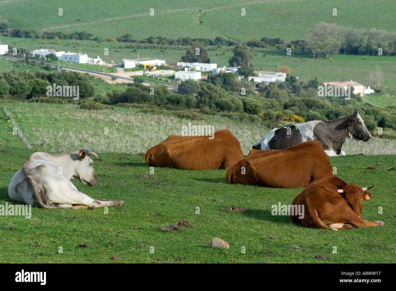 Calf eating food in small hi-res stock photography and images - Alamy