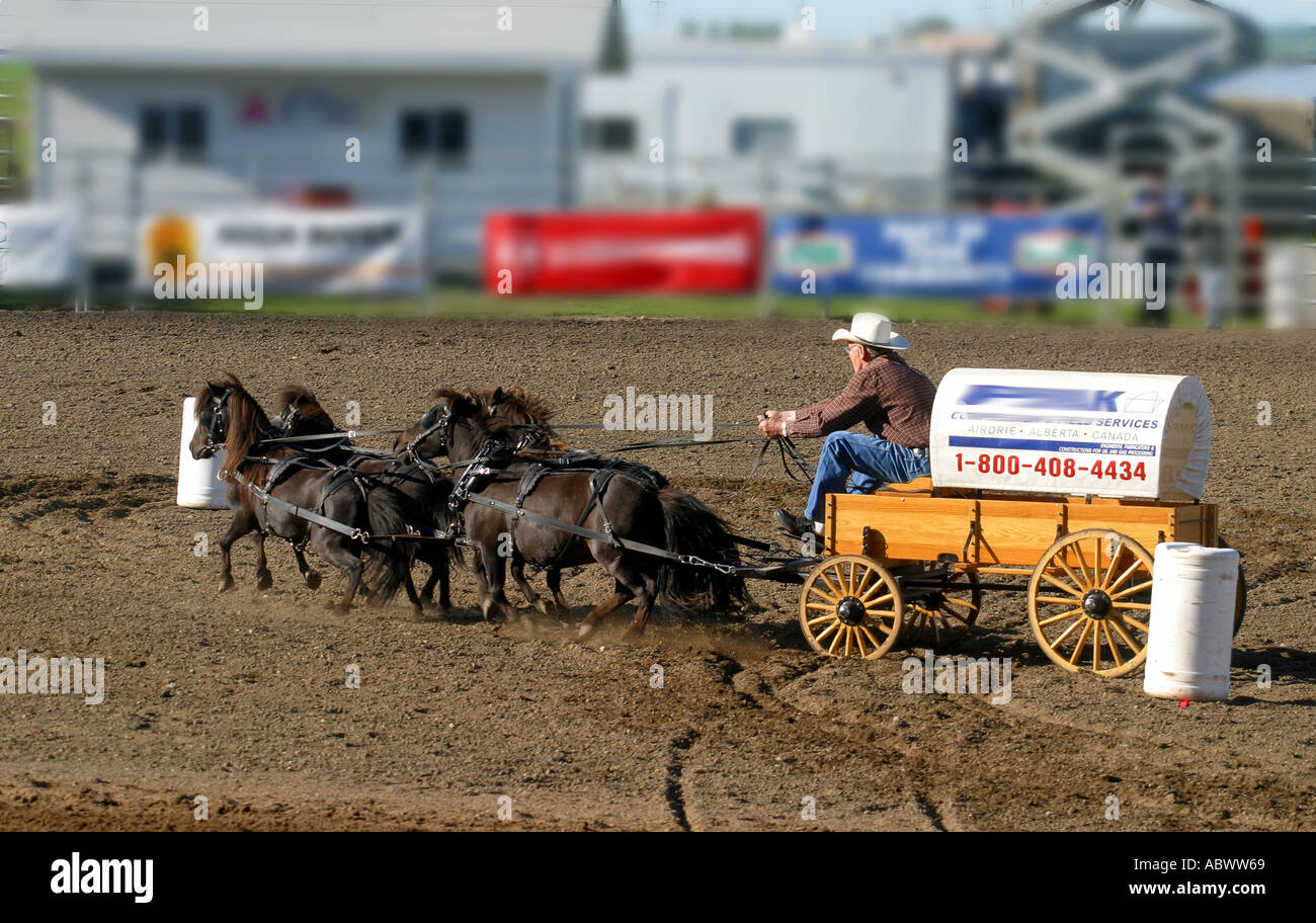 Rodeo Alberta Canada Chuck wagon race racing Stock Photo - Alamy