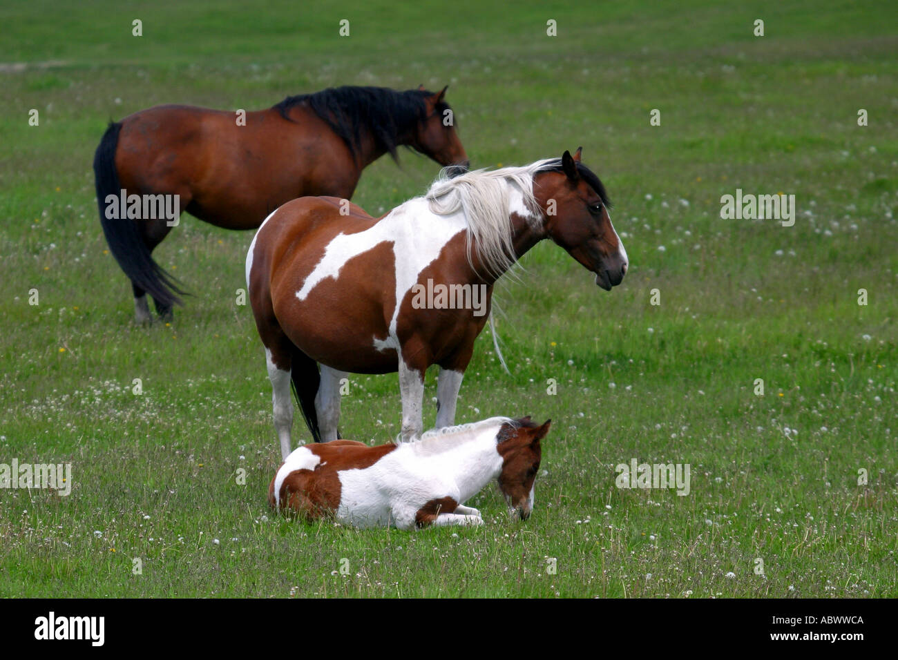 Pinto horse coat hi-res stock photography and images - Alamy