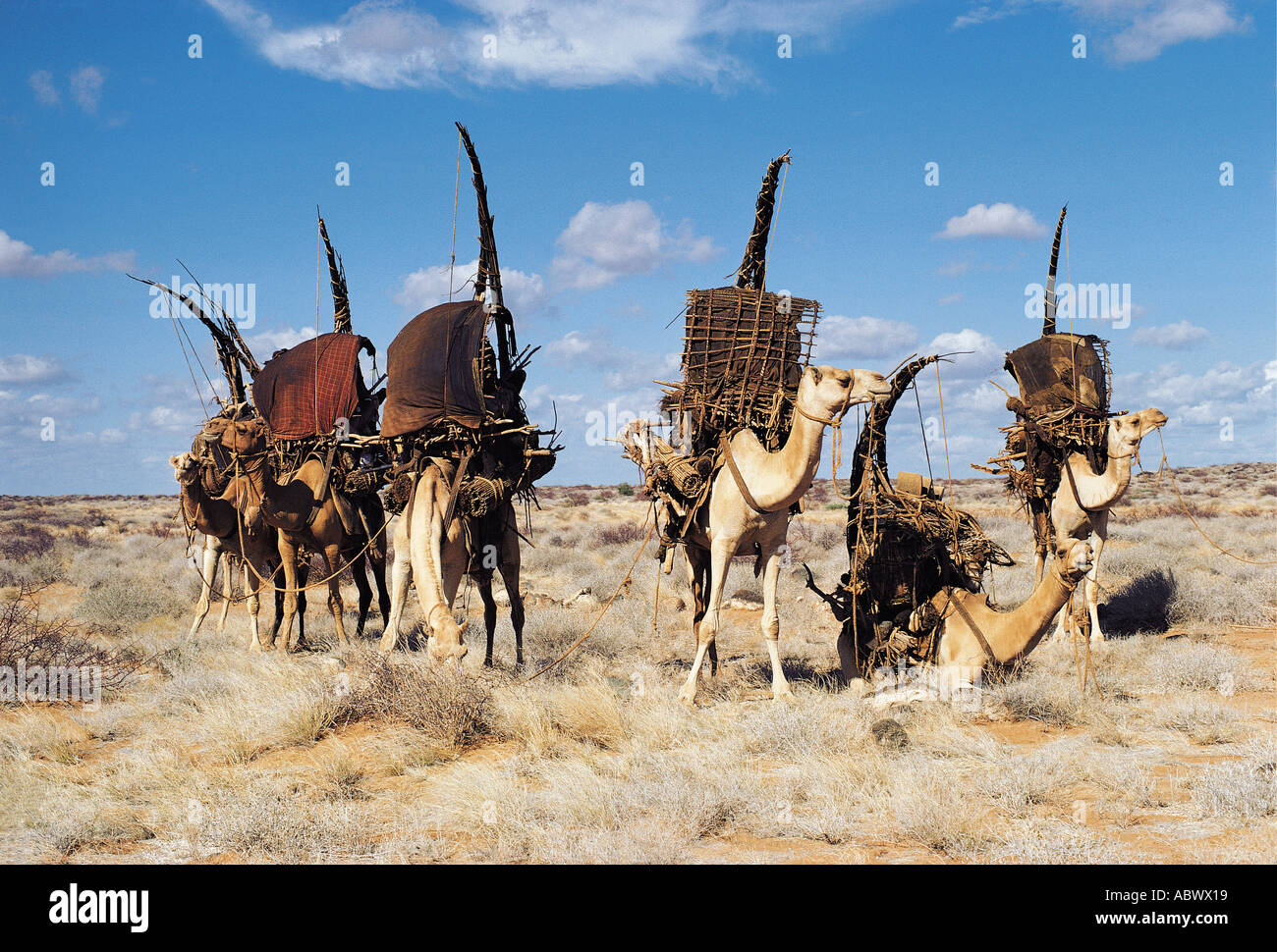 Camels taking a rest hi-res stock photography and images - Alamy