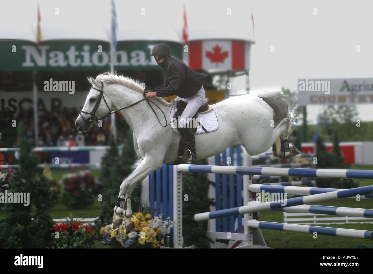 Equestrian show jumping at Calgary Alberta Canada Stock Photo - Alamy