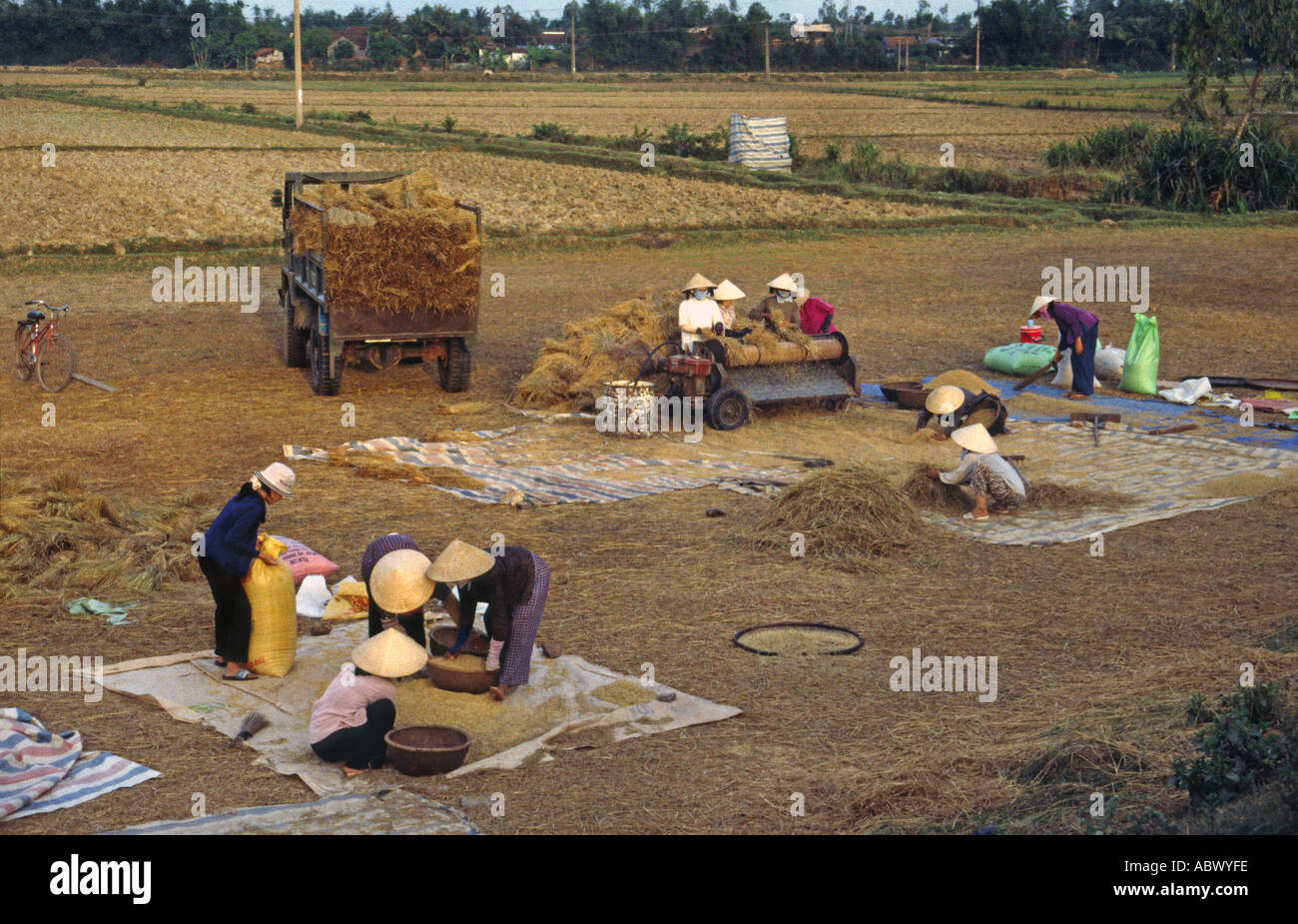 Farmer harvesting a rice crop in Vietnam Stock Photo - Alamy