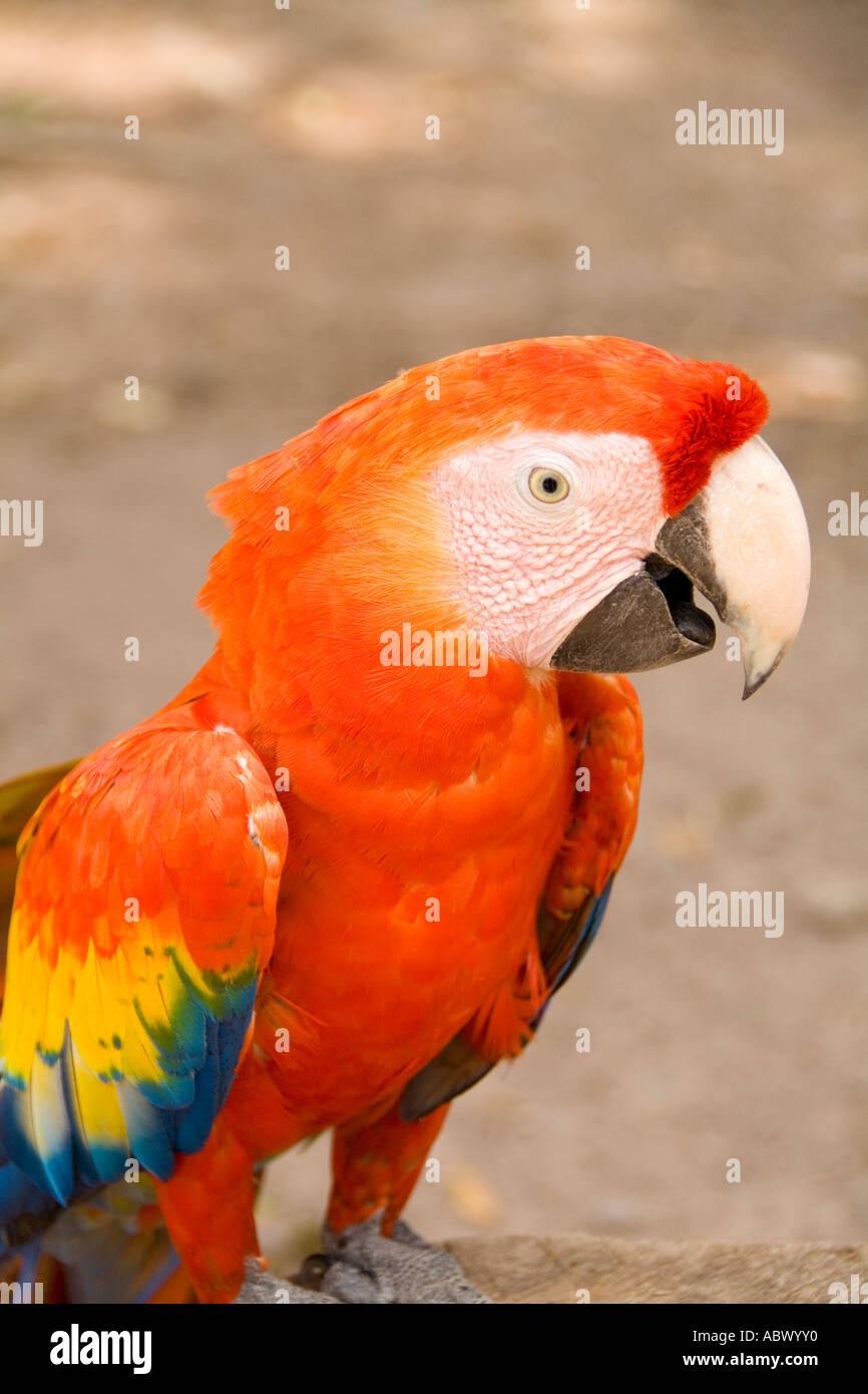 Colorful red Macaw bird in Copan Ruinas Honduras Stock Photo - Alamy